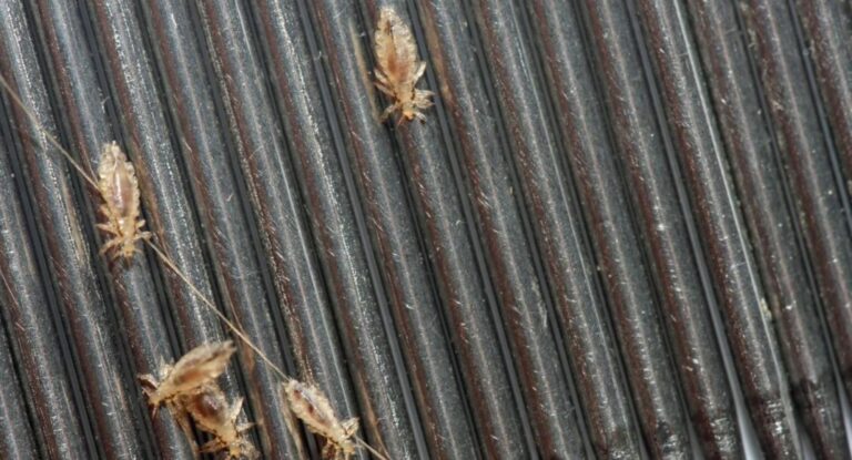 Where Do Lice Come From, and How Do They Spread So Easily?